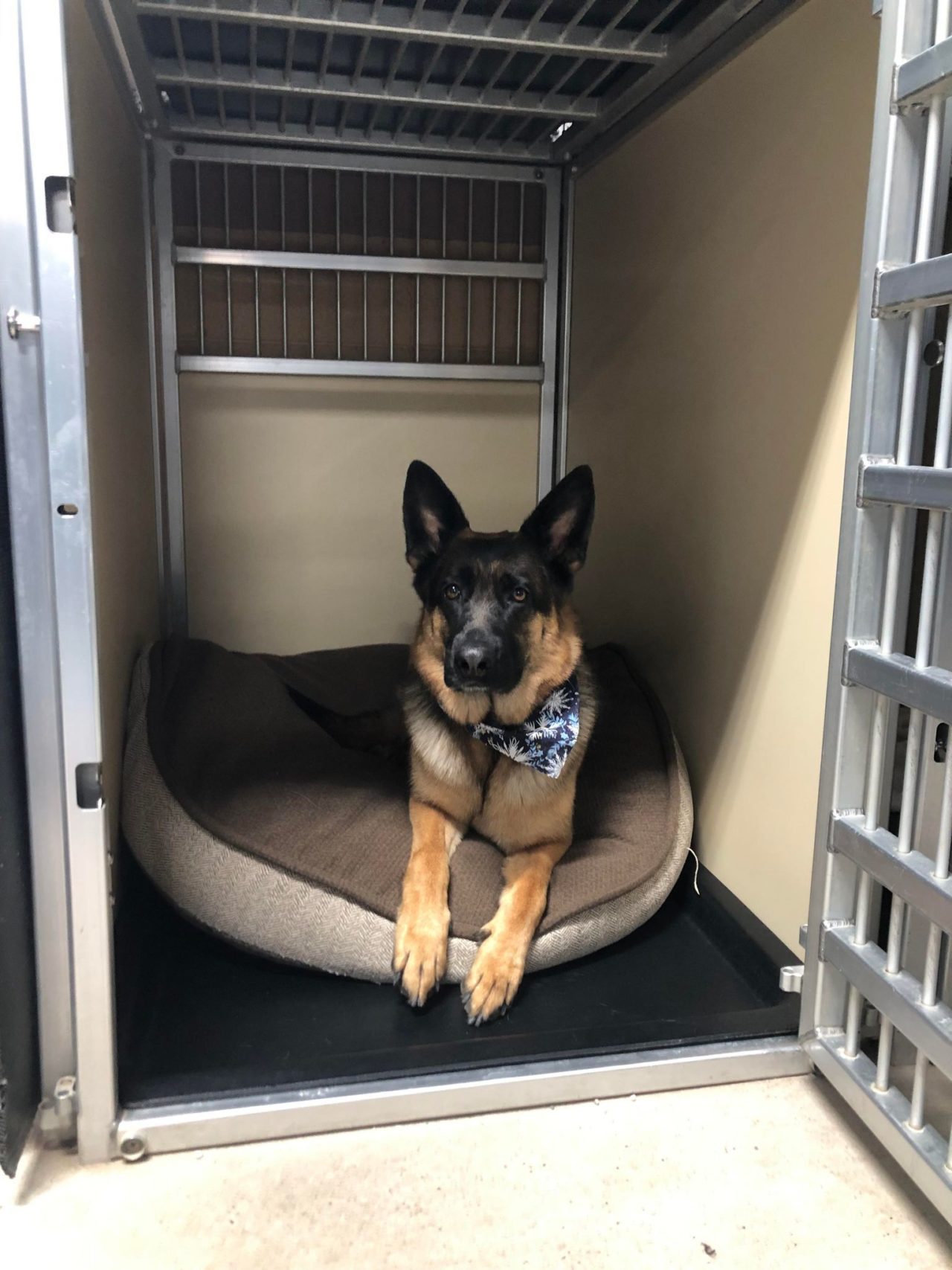 Kennel Sizes | Dawgs In Motion